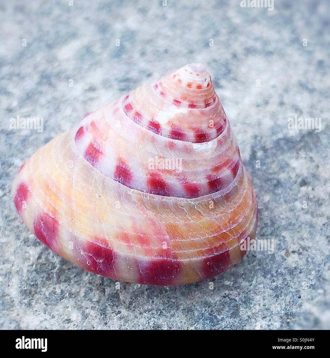 Shell muschel hi-res stock photography and images - Alamy
