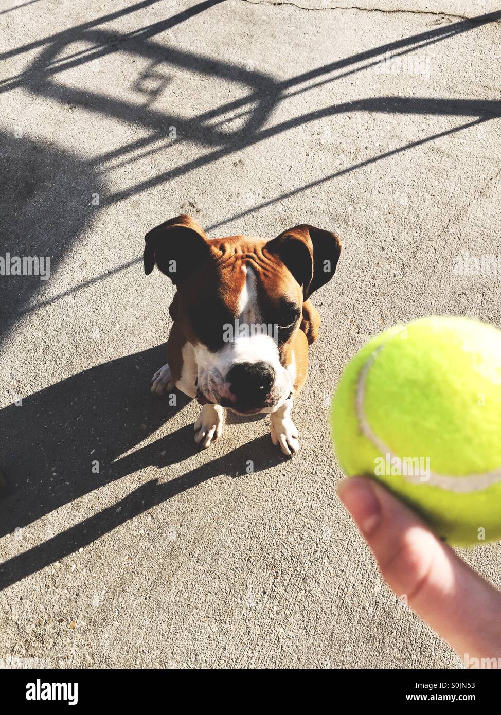 Good dog hi-res stock photography and images - Alamy