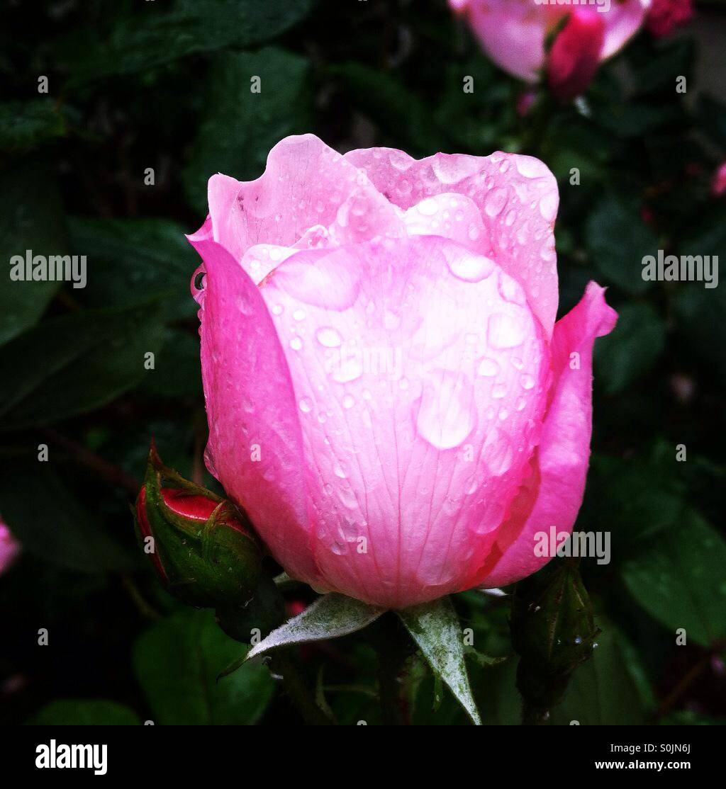 Pink rose rain Stock Photo - Alamy