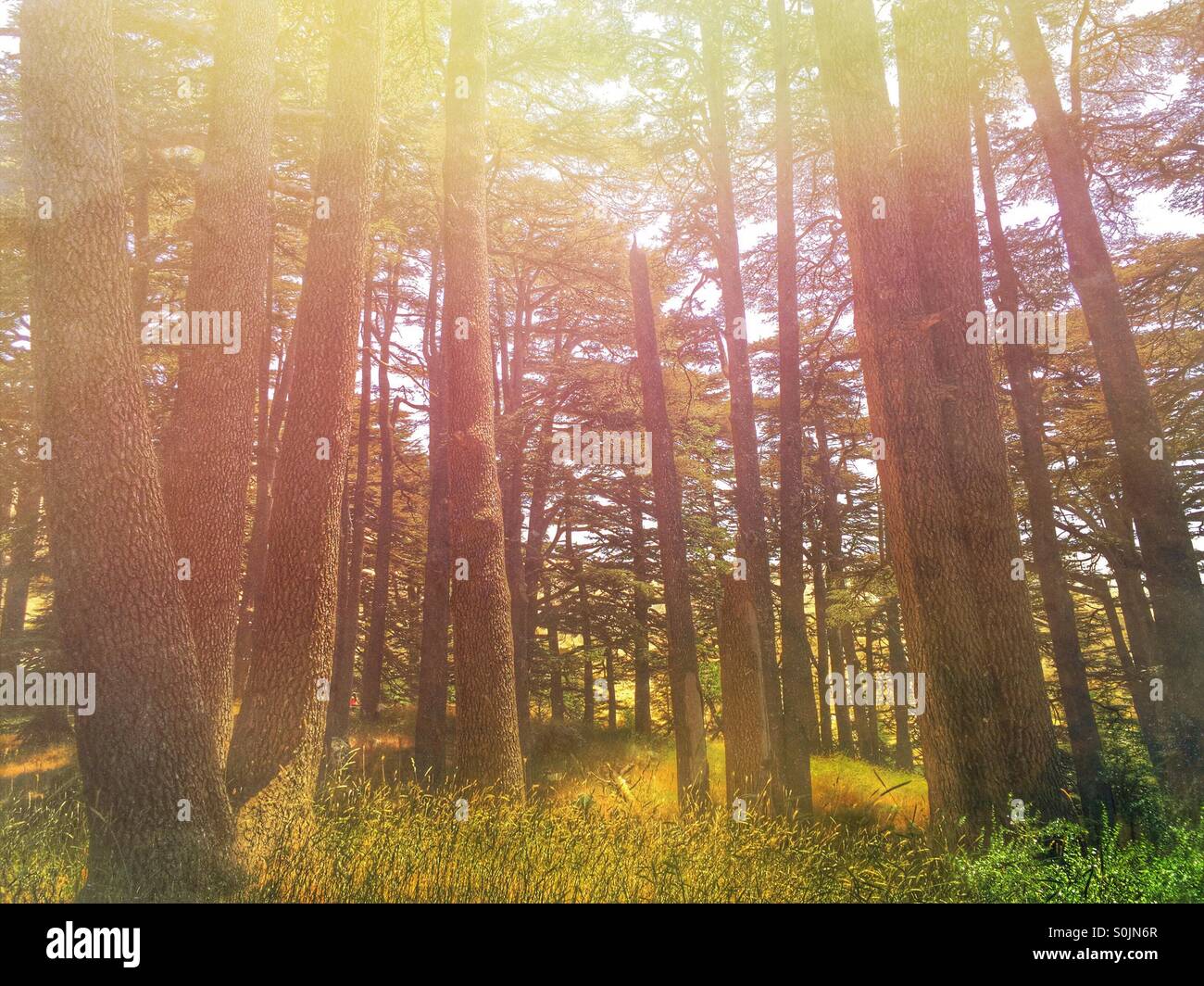 High trees in the forest Stock Photo - Alamy
