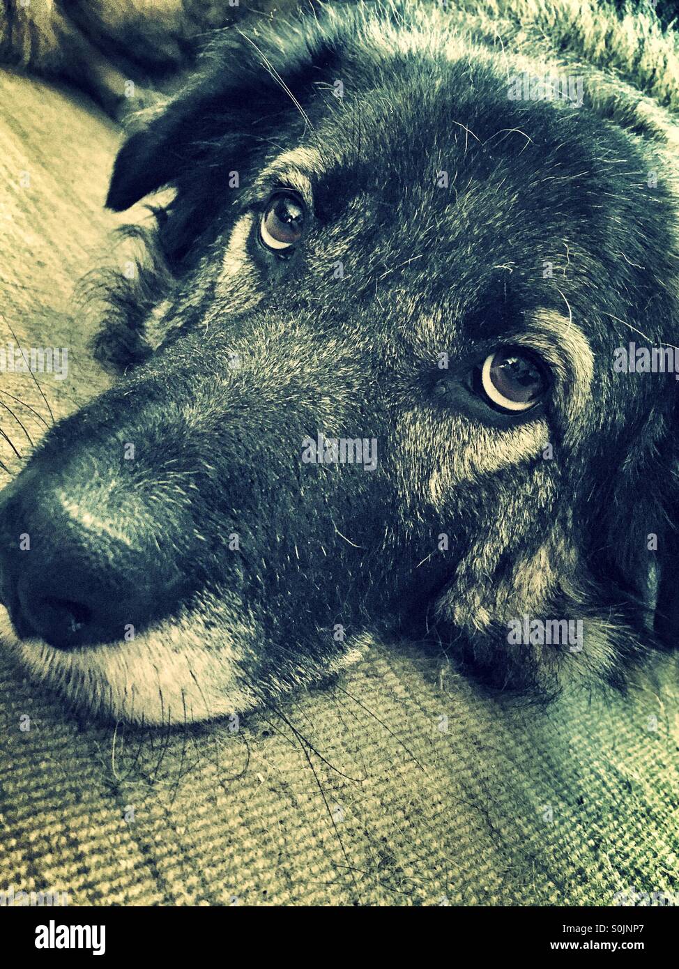 Sad animal eyes hi-res stock photography and images - Alamy