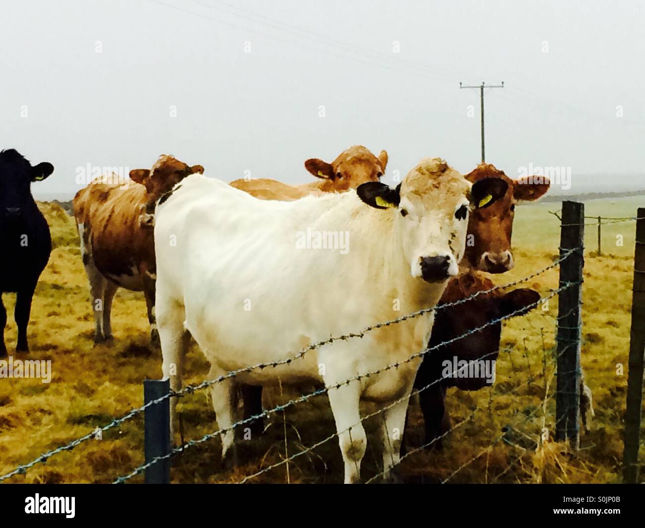 Dairy cows icelandic hi-res stock photography and images - Alamy