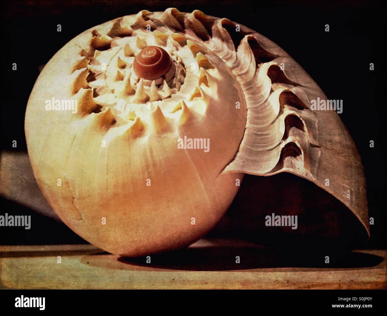 Mollusc exoskeleton hi-res stock photography and images - Alamy