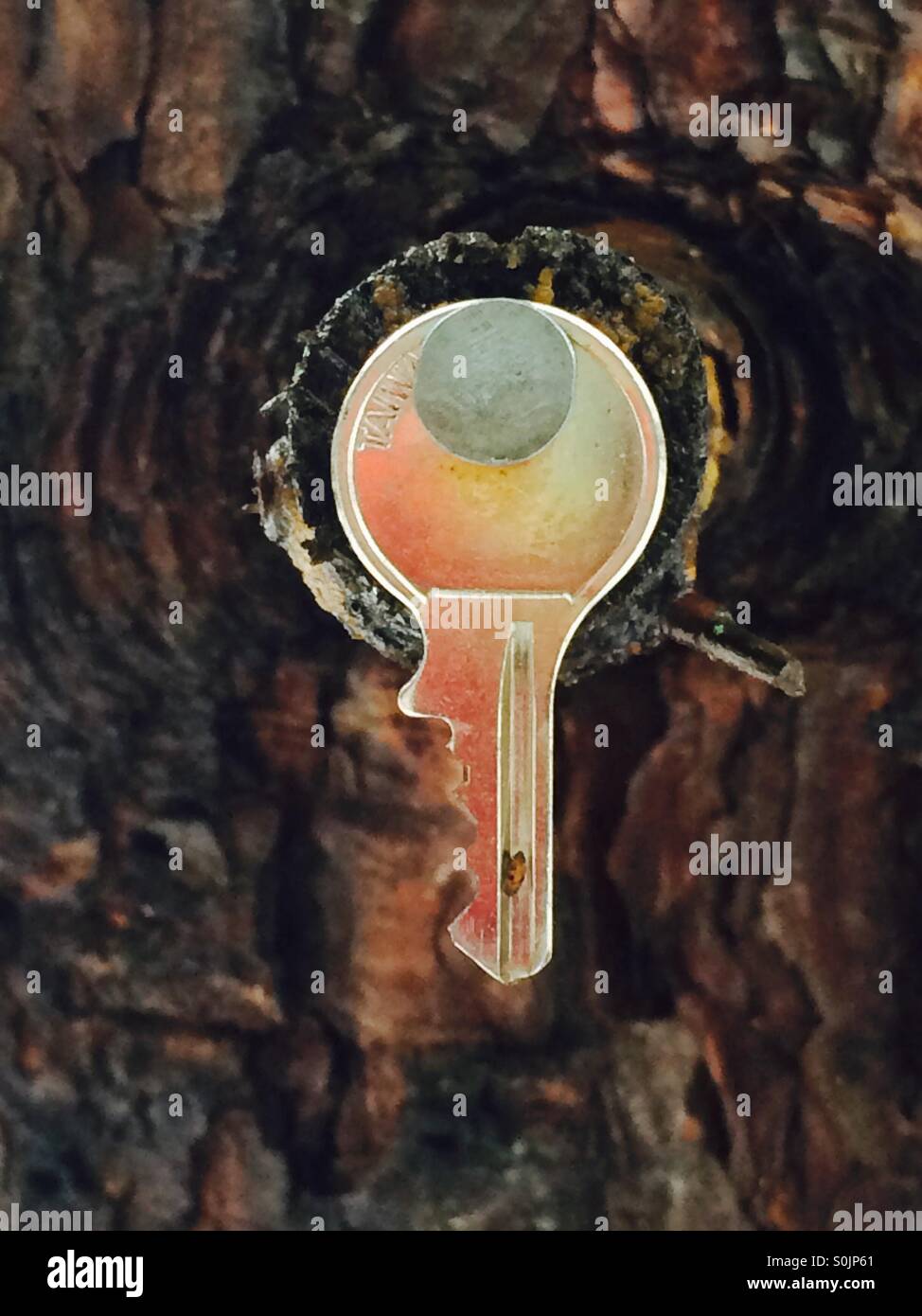 Key tree hi-res stock photography and images - Alamy