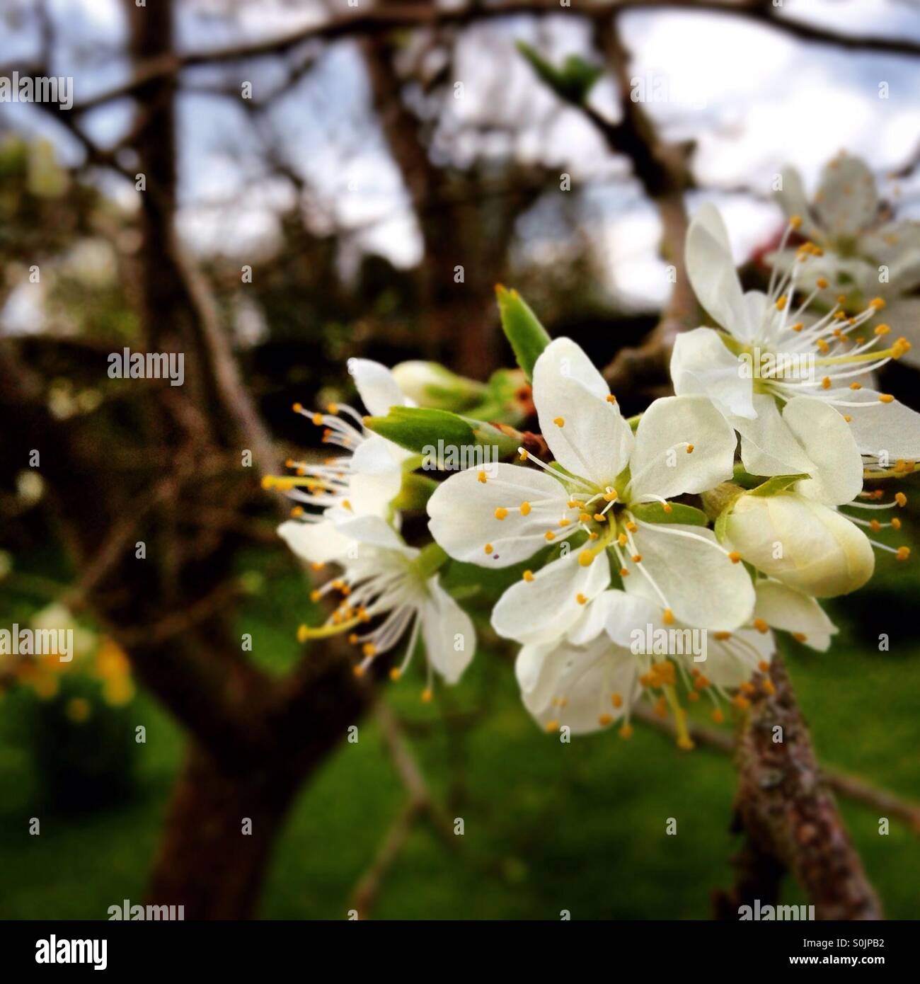 Plum Tree in Blossom Stock Photo - Alamy