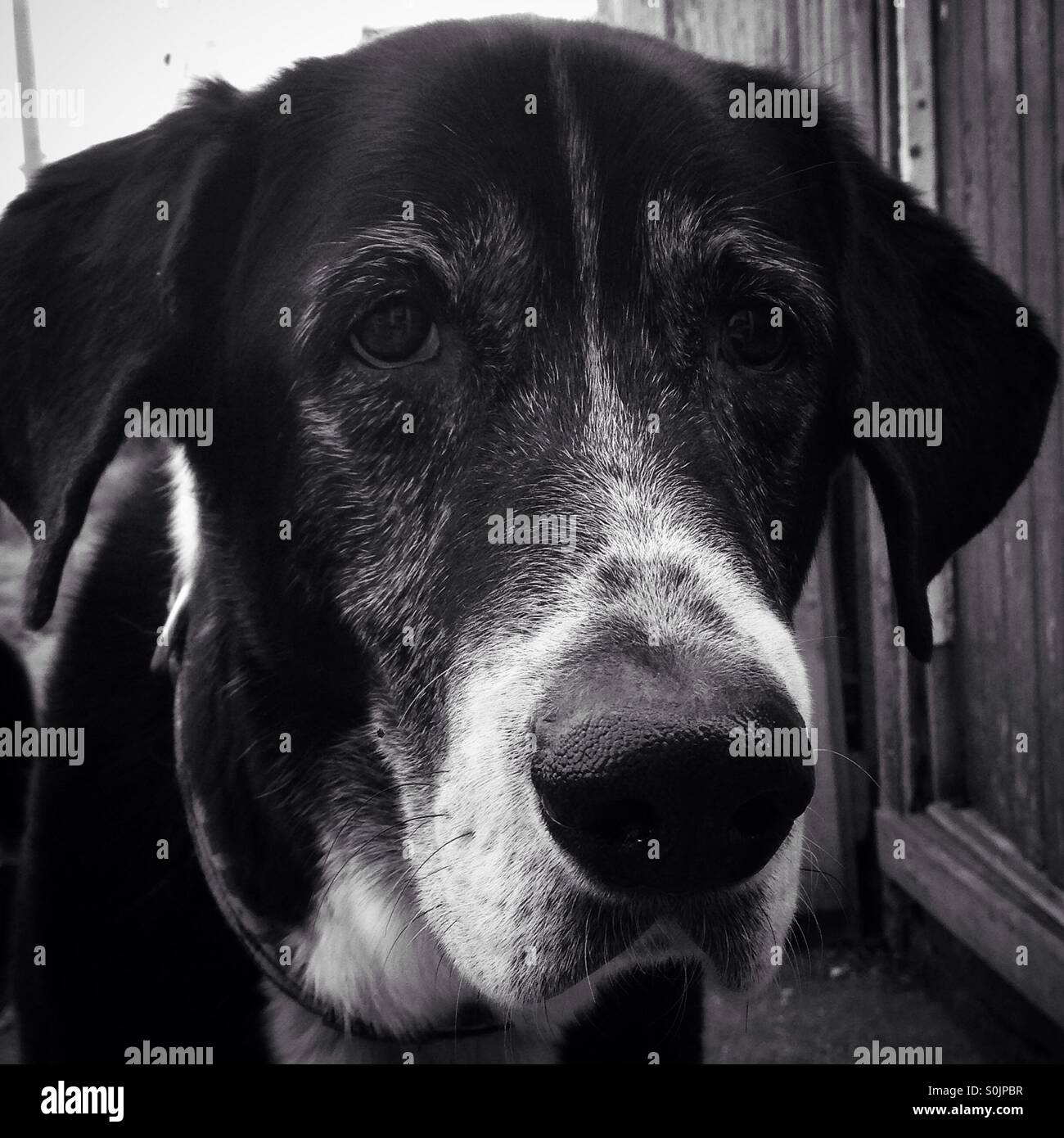 Dog monochrome hi-res stock photography and images - Alamy