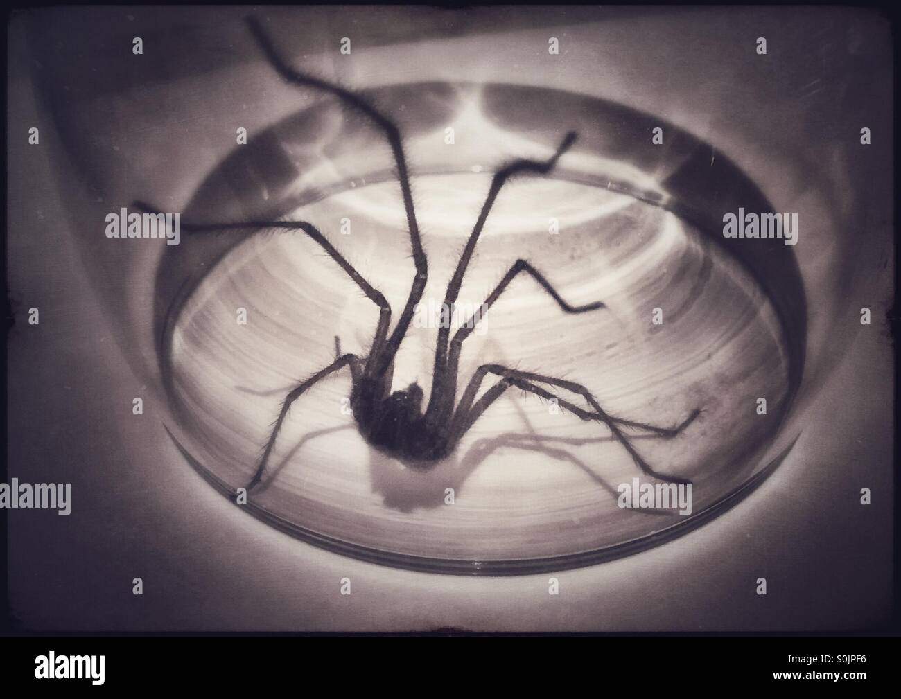 Spider under glass hi-res stock photography and images - Alamy