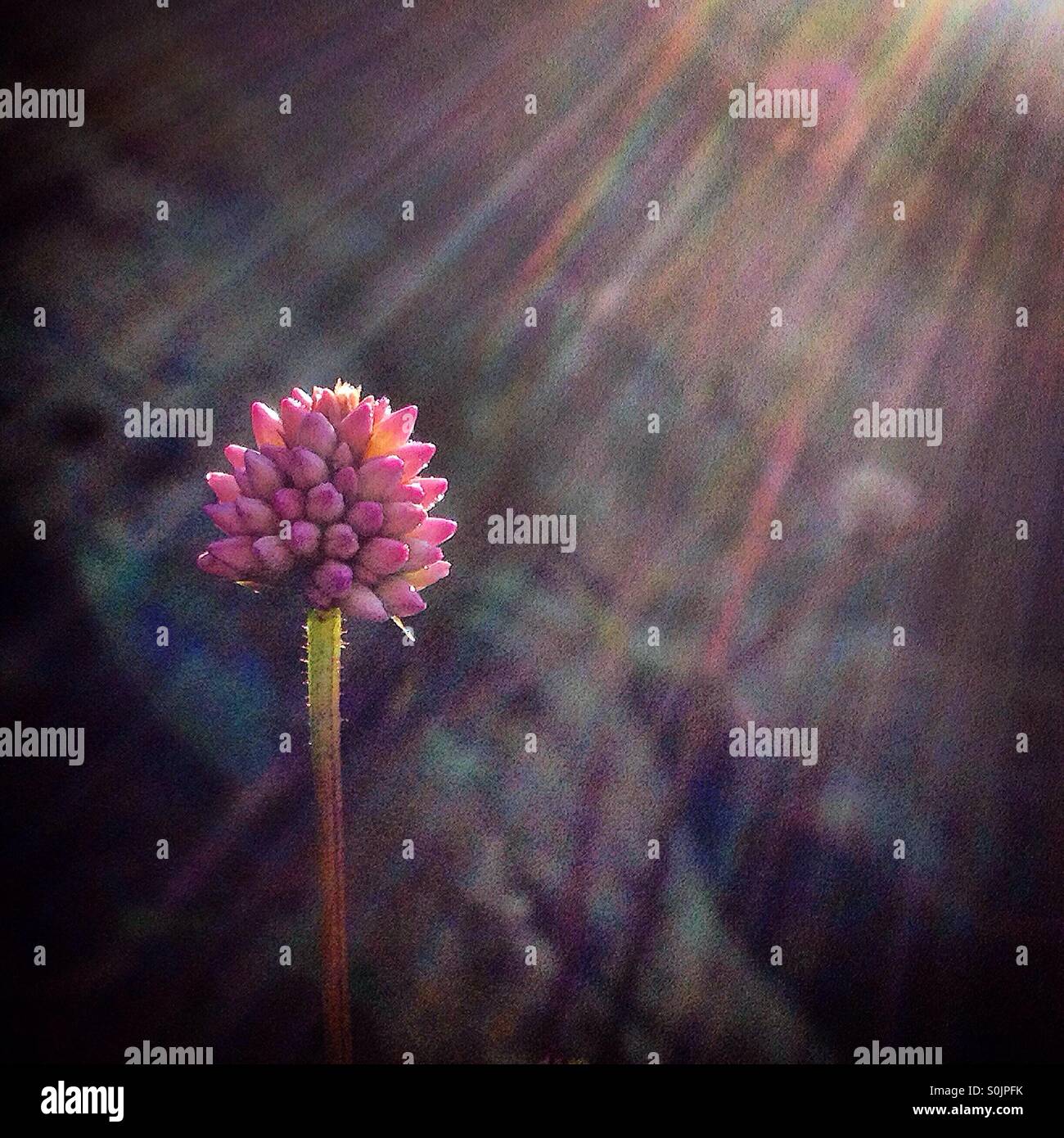Sun rays illuminate a pink flower in Apulco river in Cuetzalan, Sierra ...