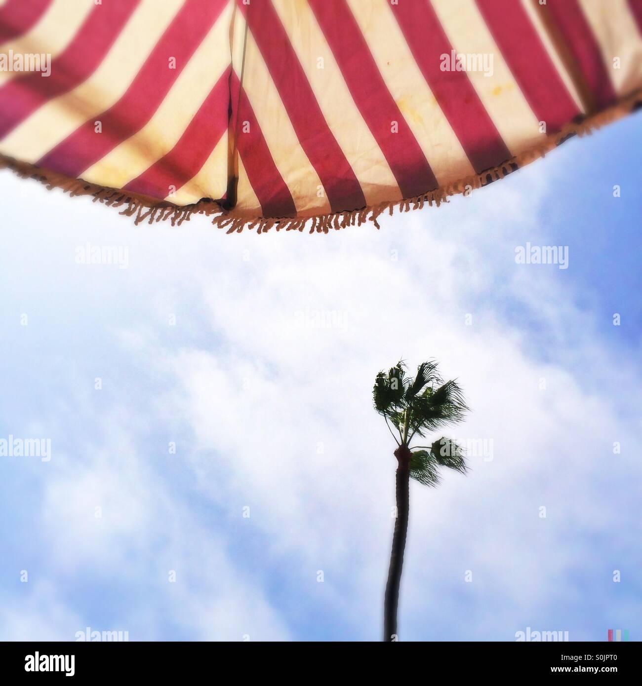Palm tree parasol hi-res stock photography and images - Alamy