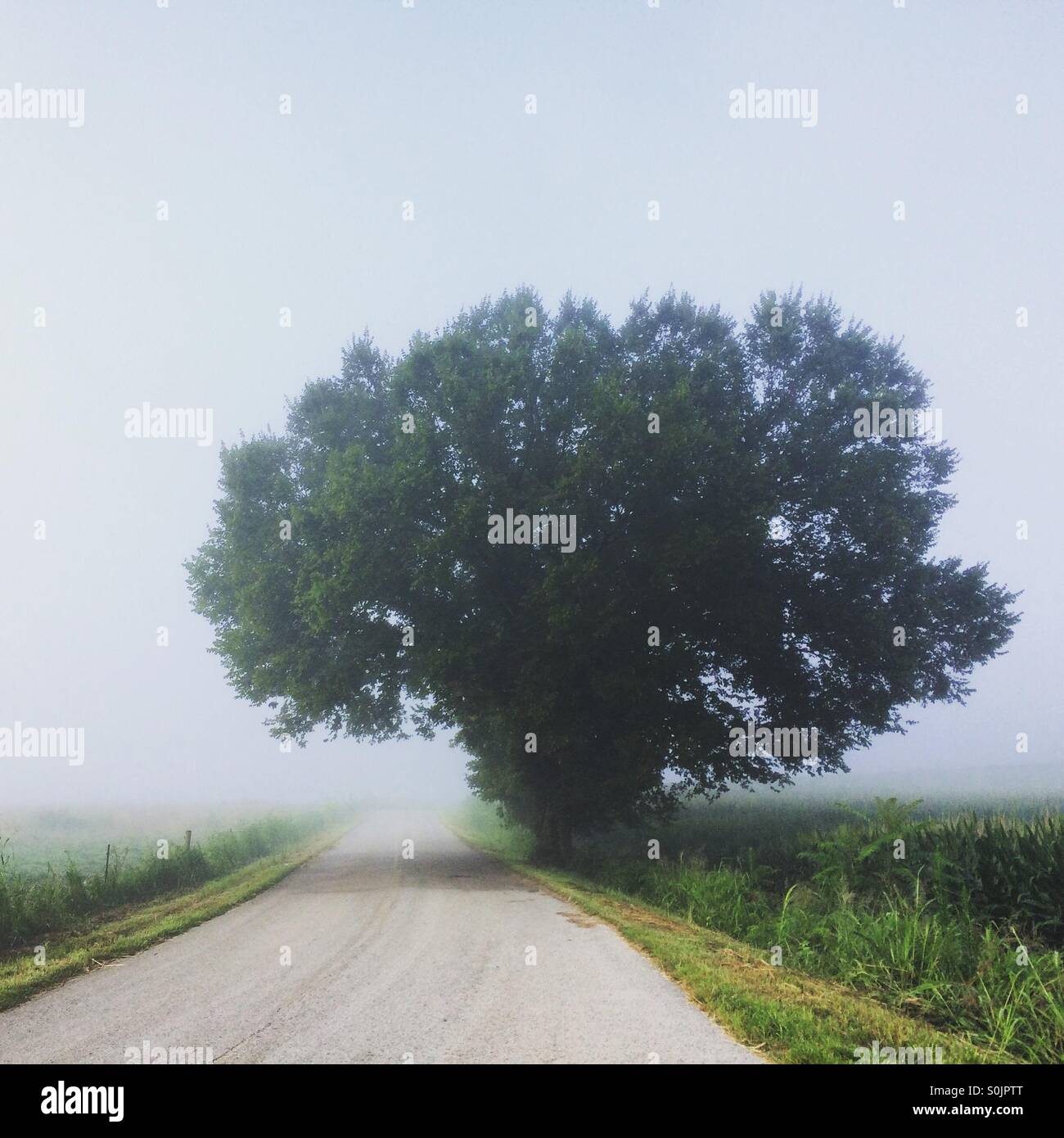Fog road hi-res stock photography and images - Alamy