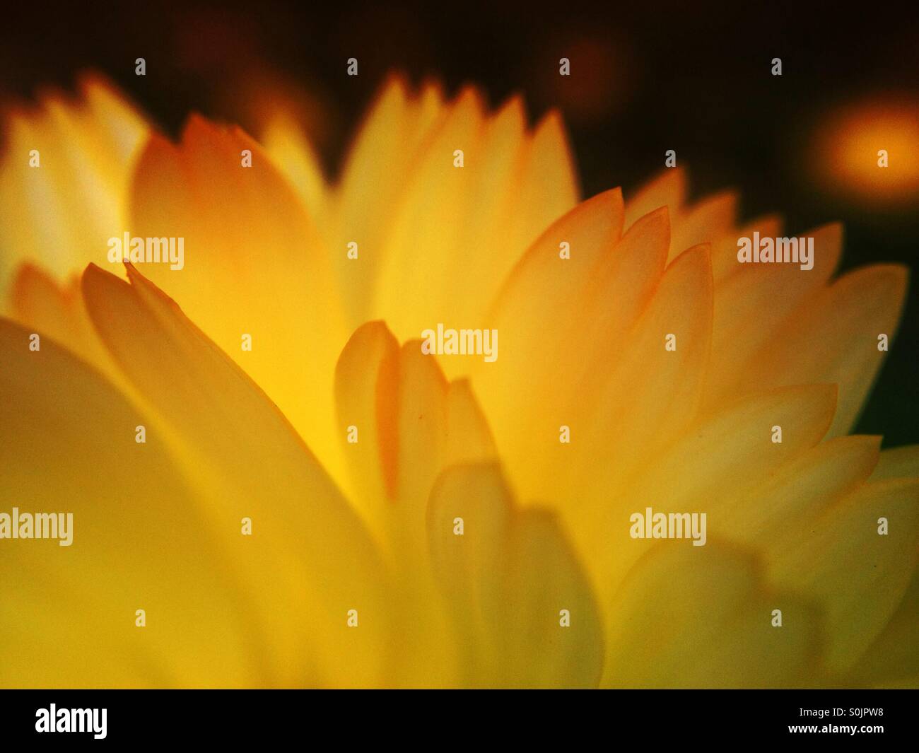 Marigold petals hi-res stock photography and images - Alamy