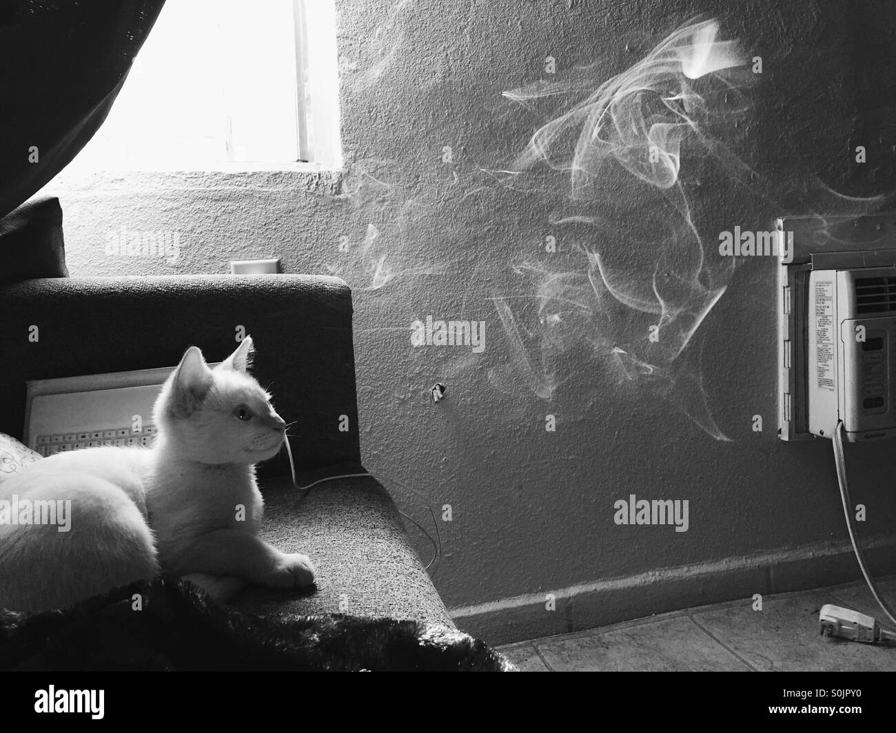 Black cat smoking hi-res stock photography and images - Alamy