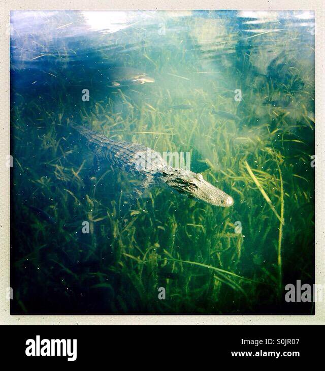 Gator lake florida hi-res stock photography and images - Alamy