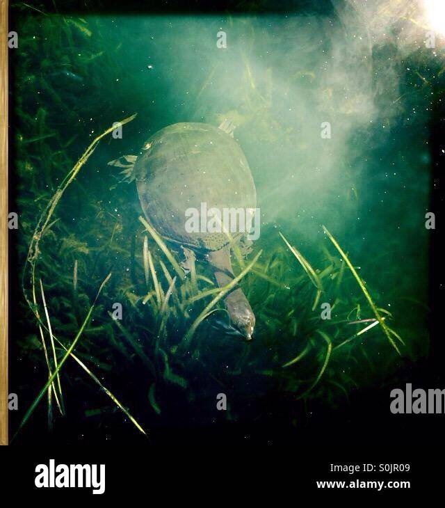 Soft lake hi-res stock photography and images - Alamy