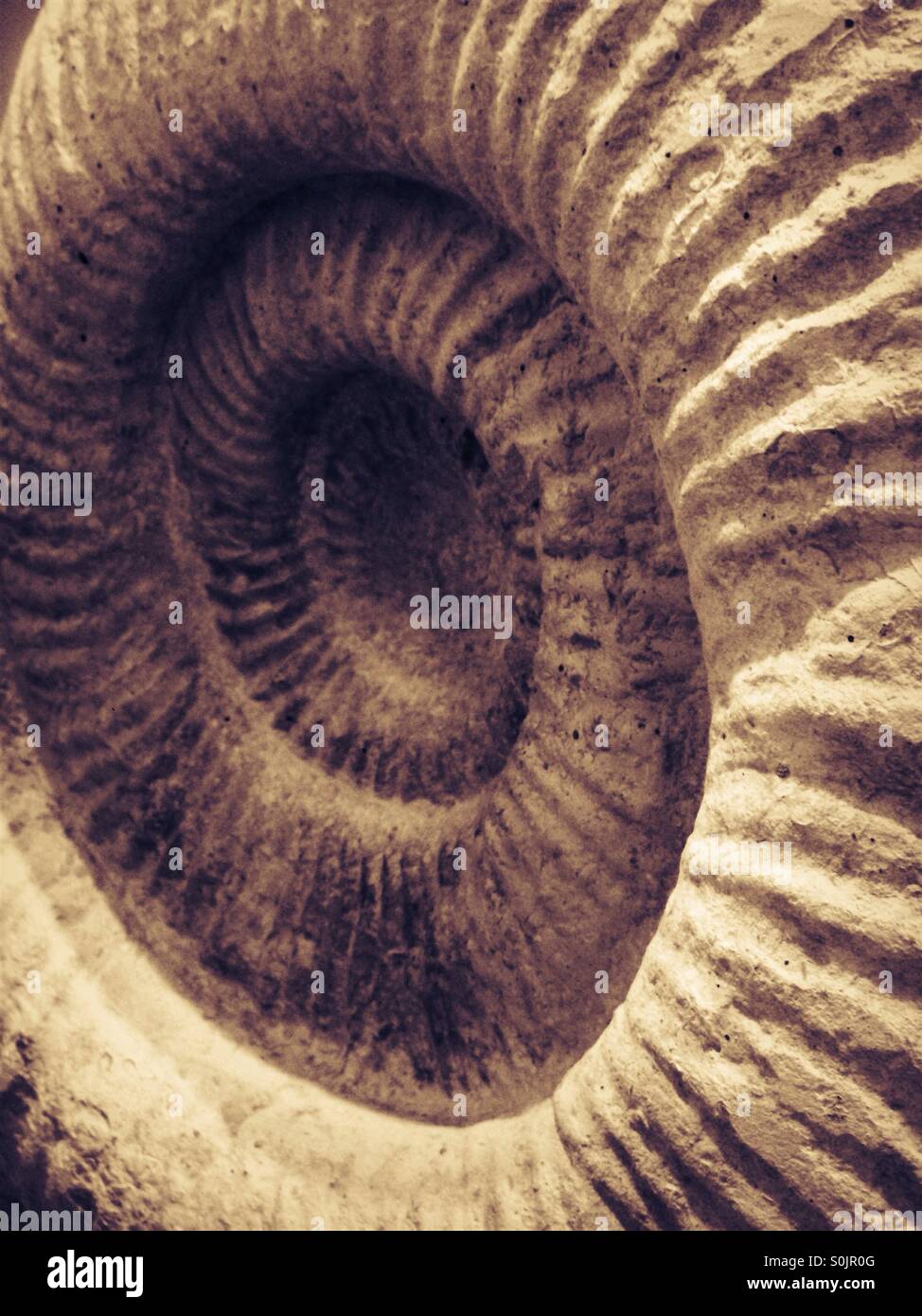 Ancient sea with ammonite hi-res stock photography and images - Alamy