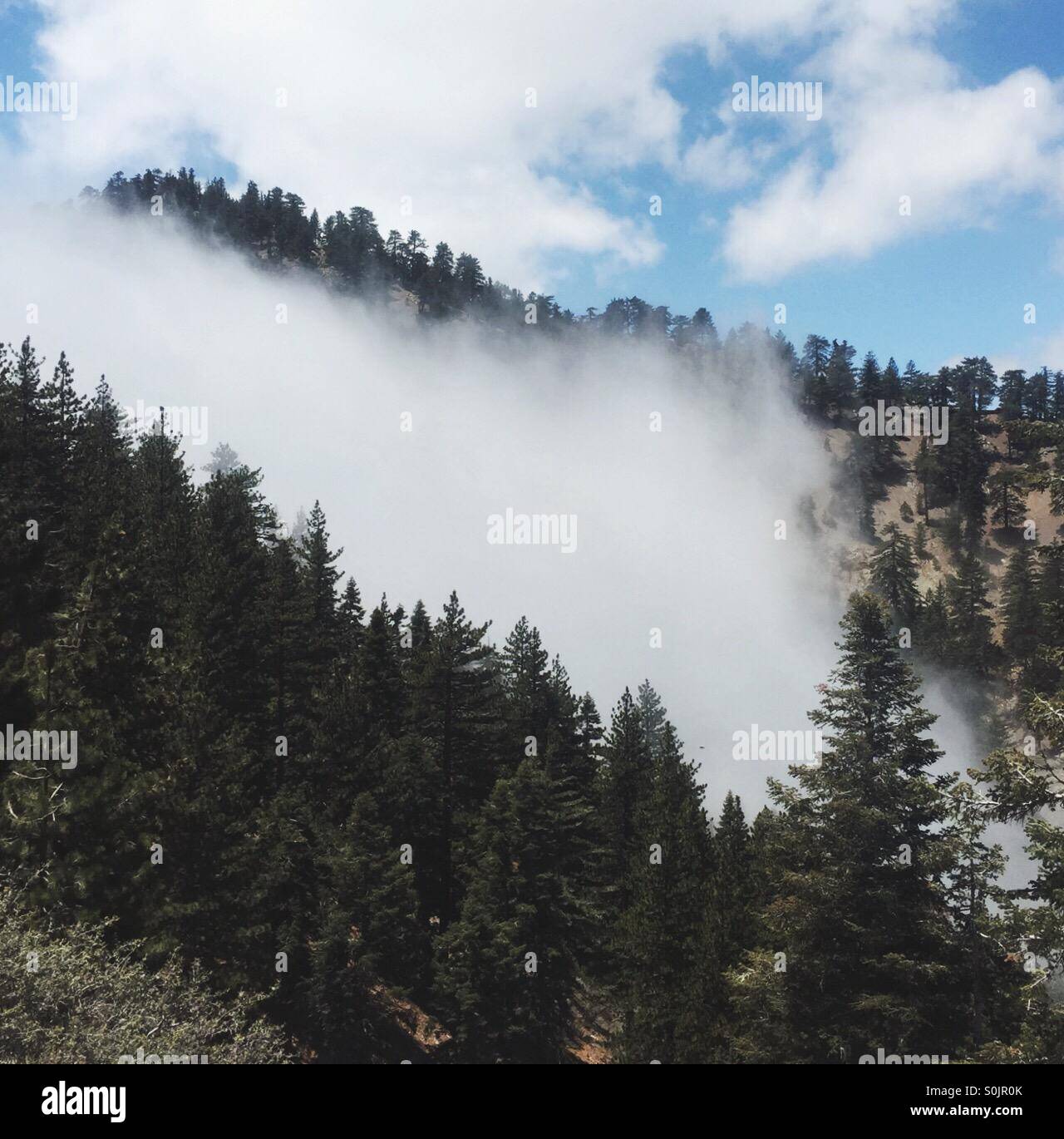 Fog rolling through trees hi-res stock photography and images - Alamy