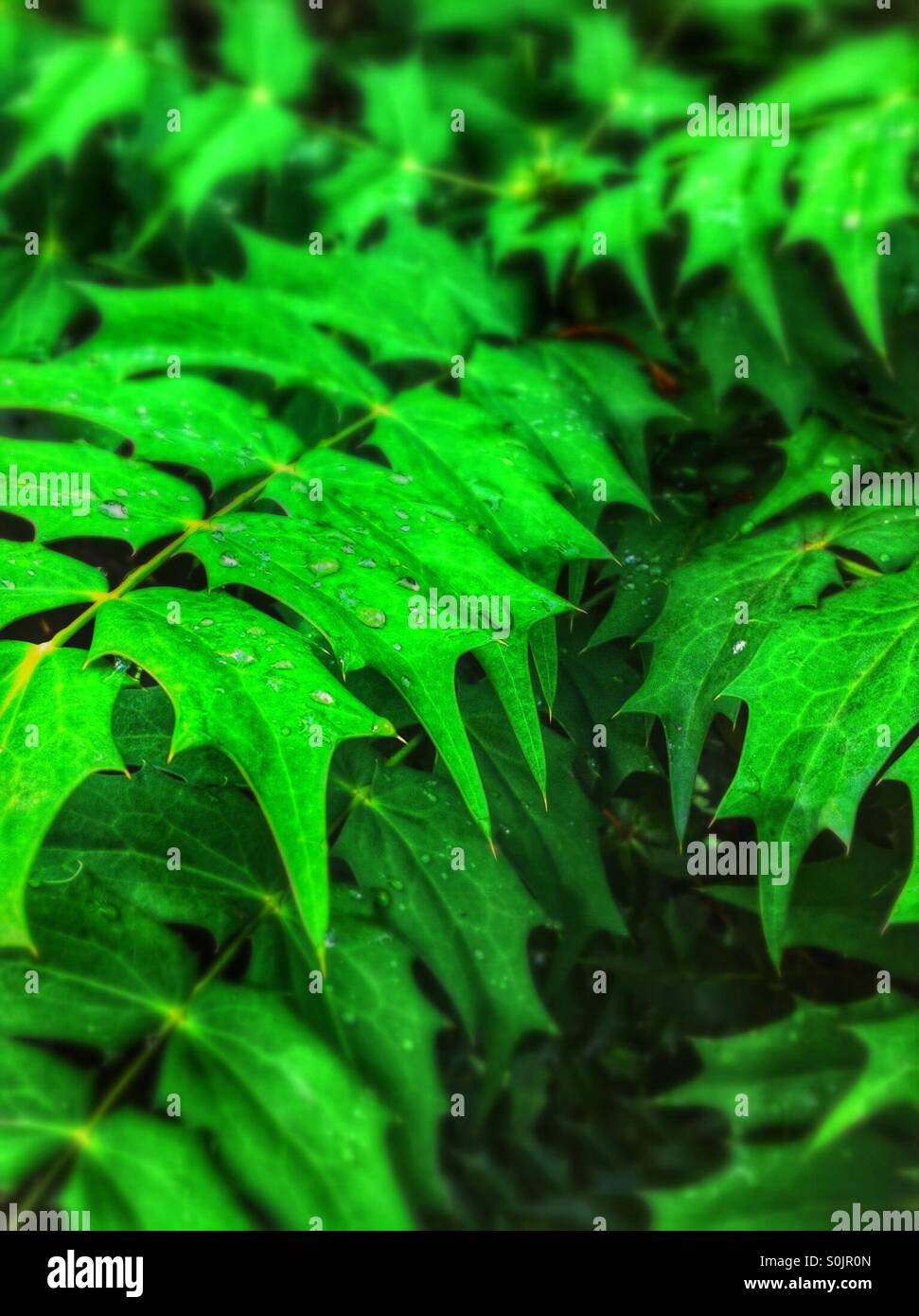 Mahonia Leaves Stock Photos & Mahonia Leaves Stock Images - Alamy