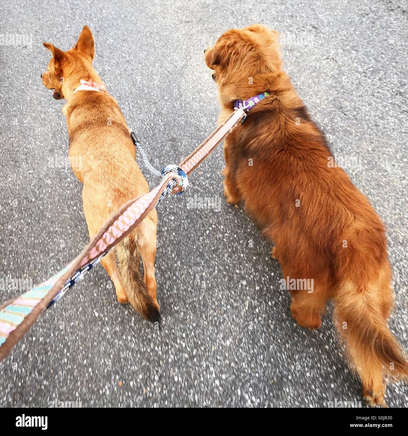 Two Dogs Tied Together High Resolution Stock Photography and Images - Alamy