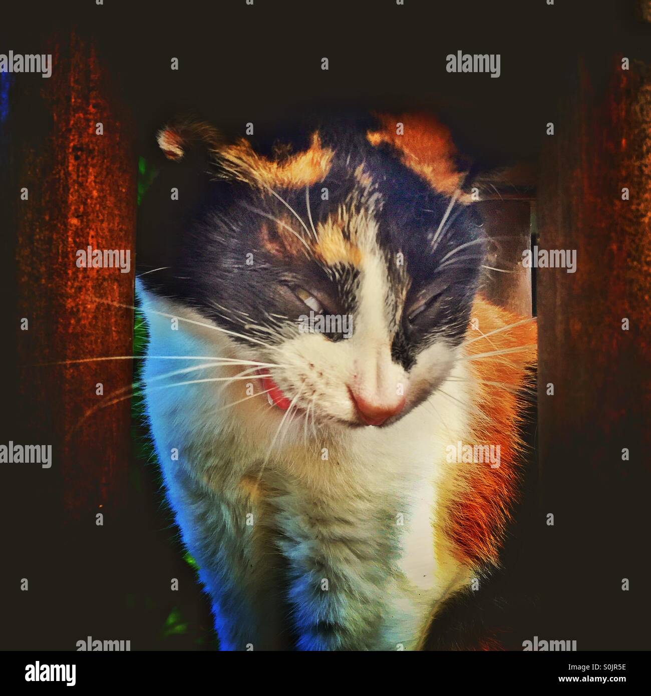 Calico Cat Face Stock Photos & Calico Cat Face Stock Images - Alamy