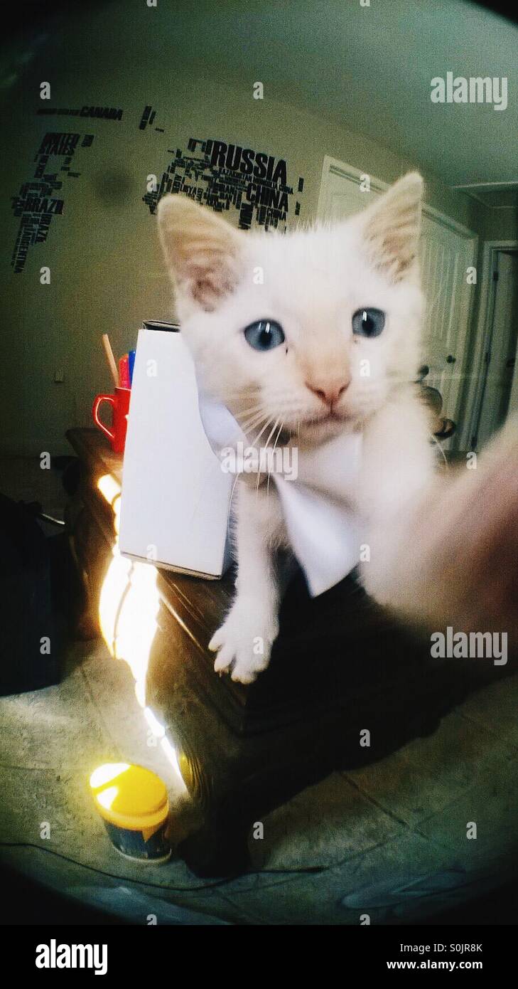 Selfie cat hi-res stock photography and images - Alamy