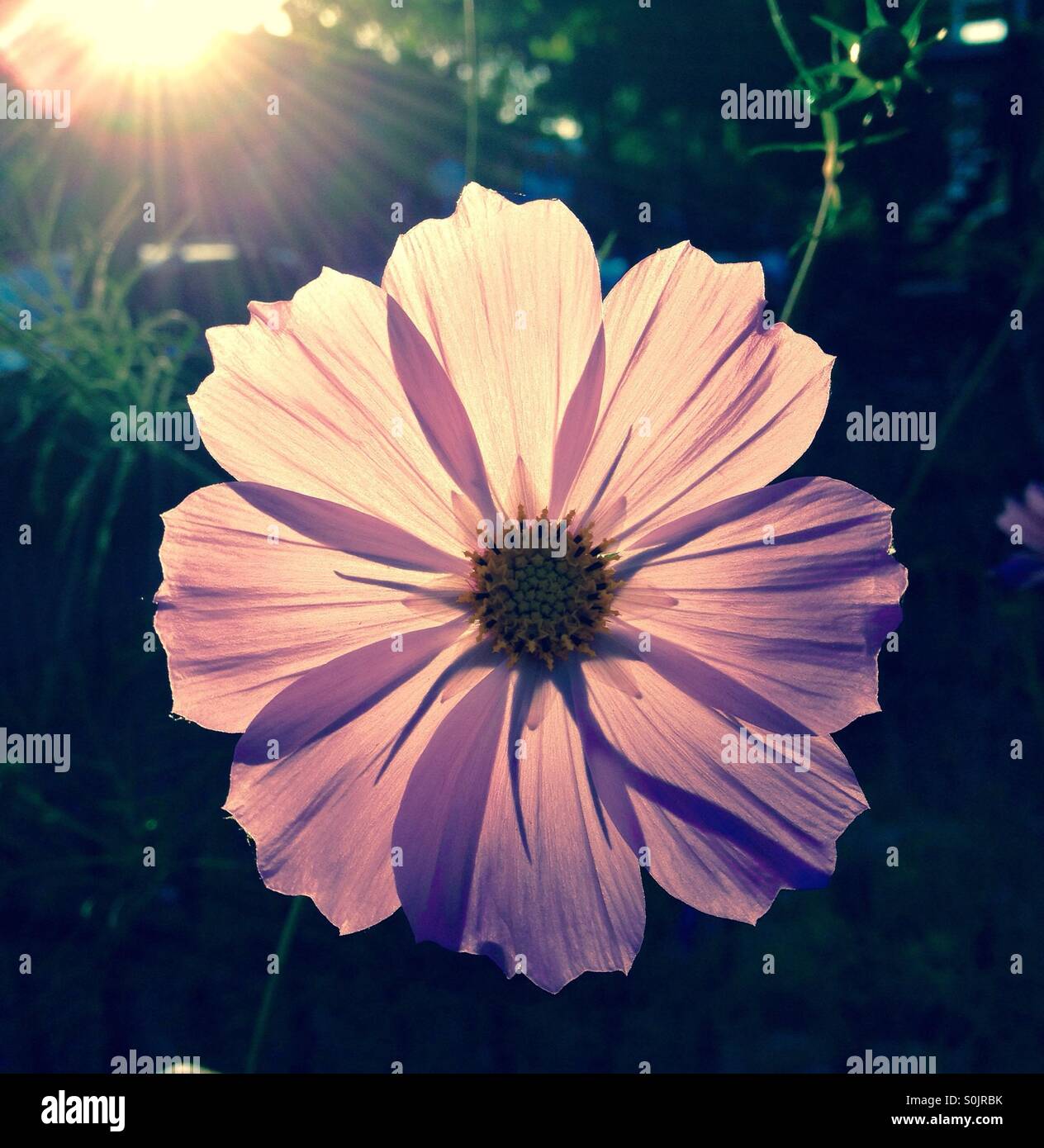 Bright future flower hi-res stock photography and images - Alamy