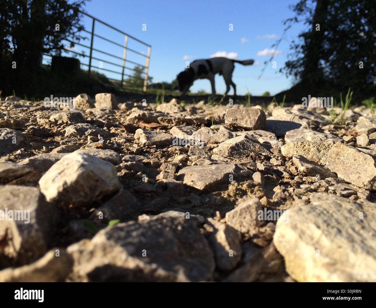 Dog walk ground level hi-res stock photography and images - Alamy