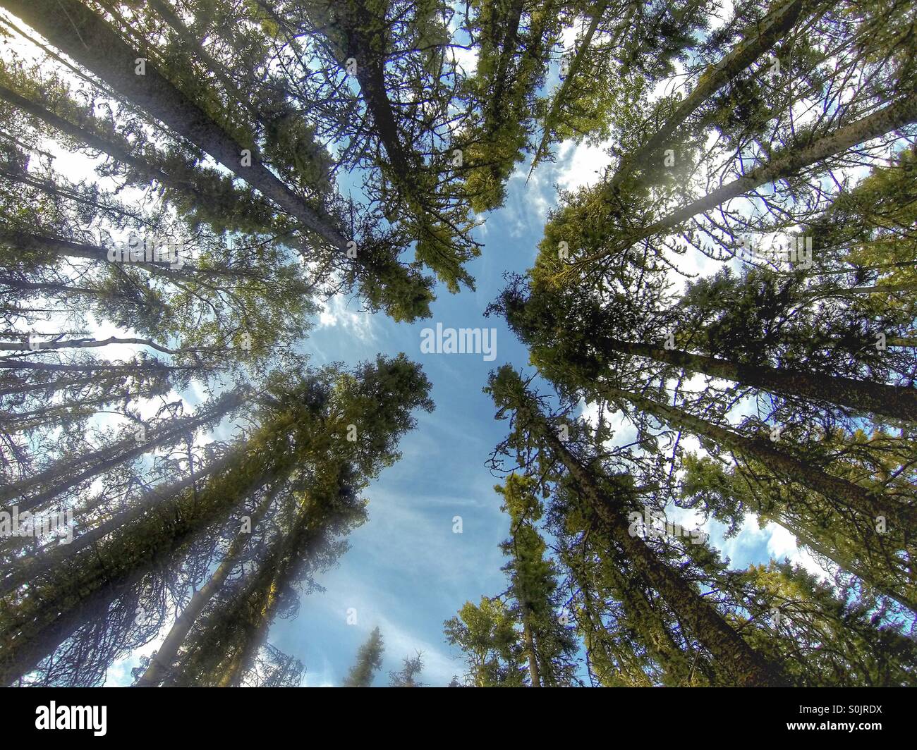 Jack Pine Forest Stock Photo Alamy