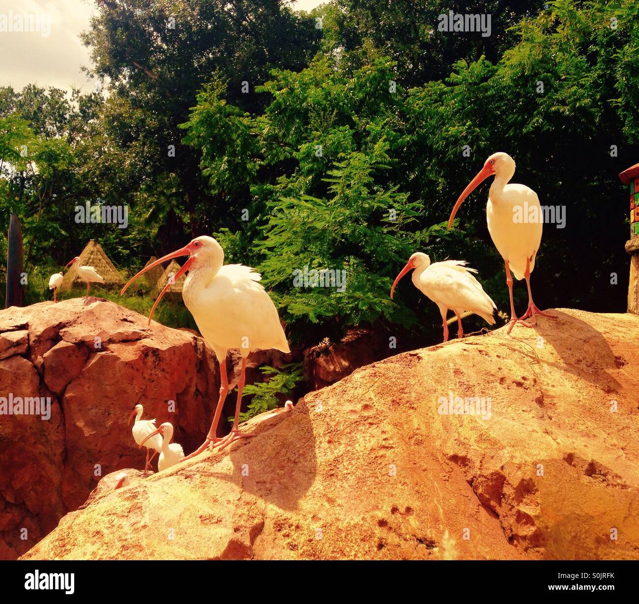 Ibises hi-res stock photography and images - Alamy