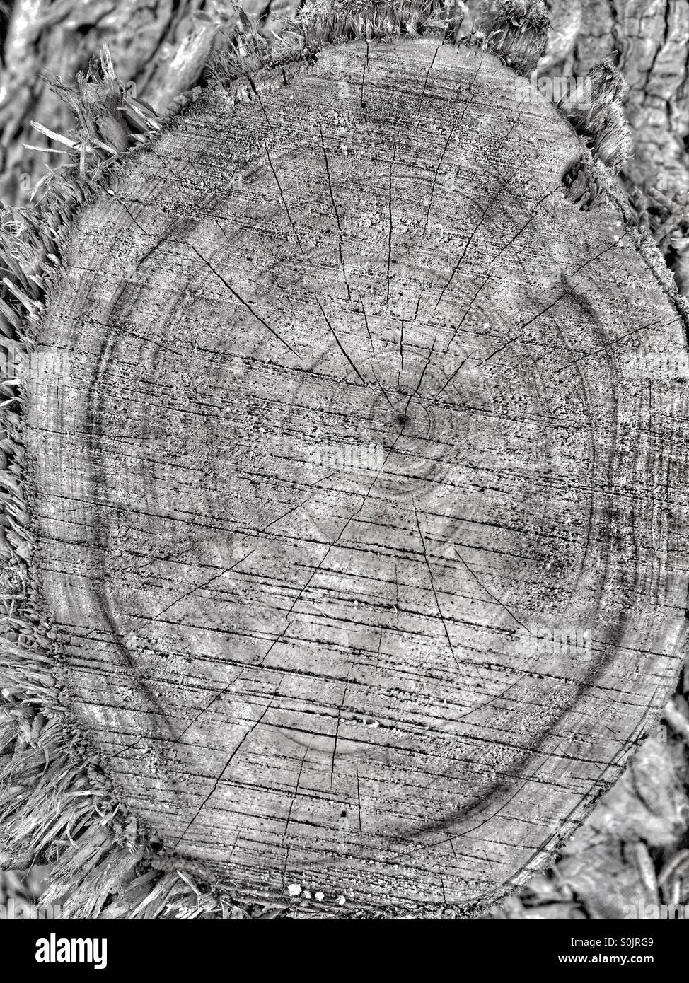 Tree grain hi-res stock photography and images - Alamy