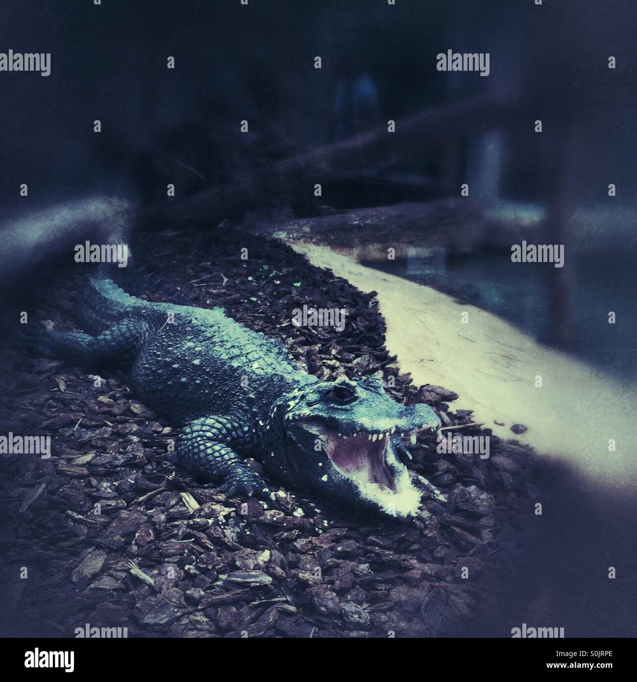Tropical caiman smartphone stock photos and images - Alamy