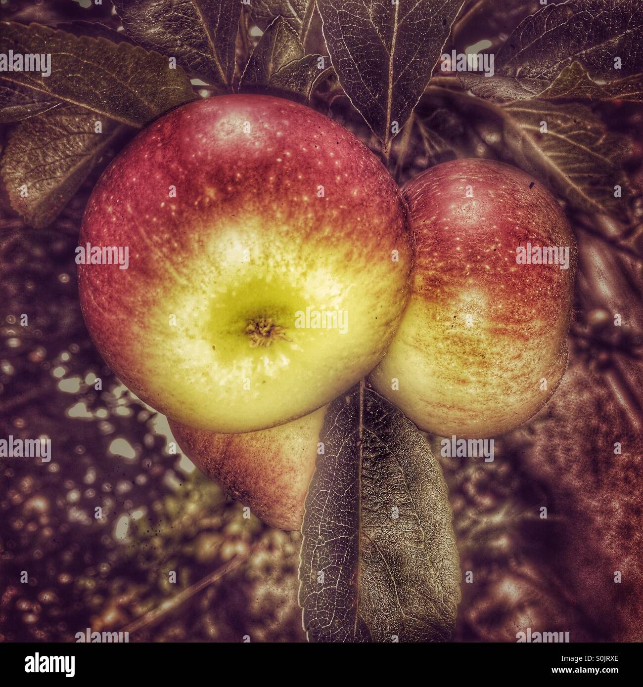 Two apples at the tree hi-res stock photography and images - Alamy