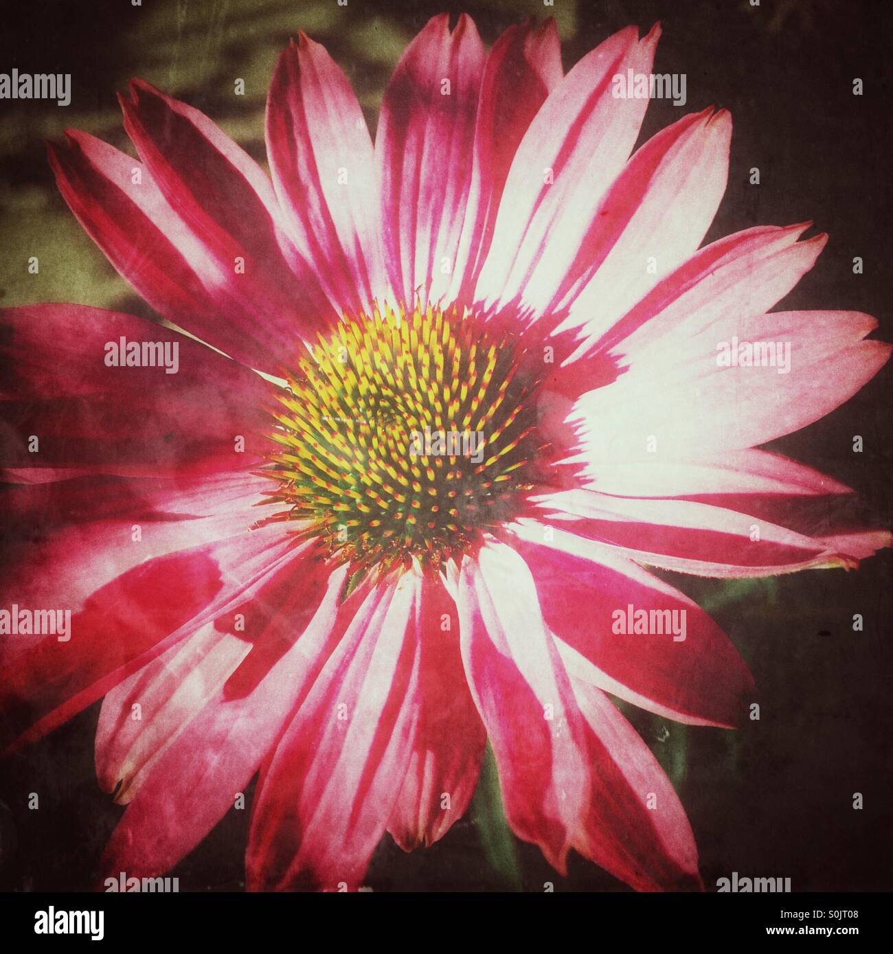 Rosa blomma hi-res stock photography and images - Alamy