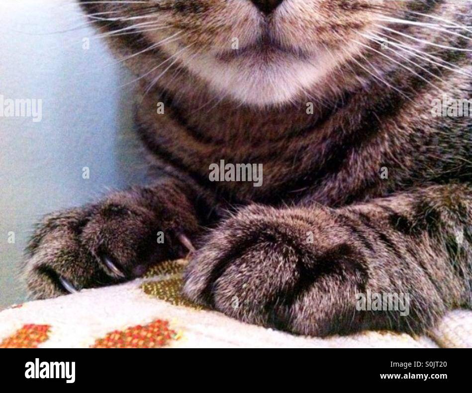 Tiger Paw With Claws Ripping