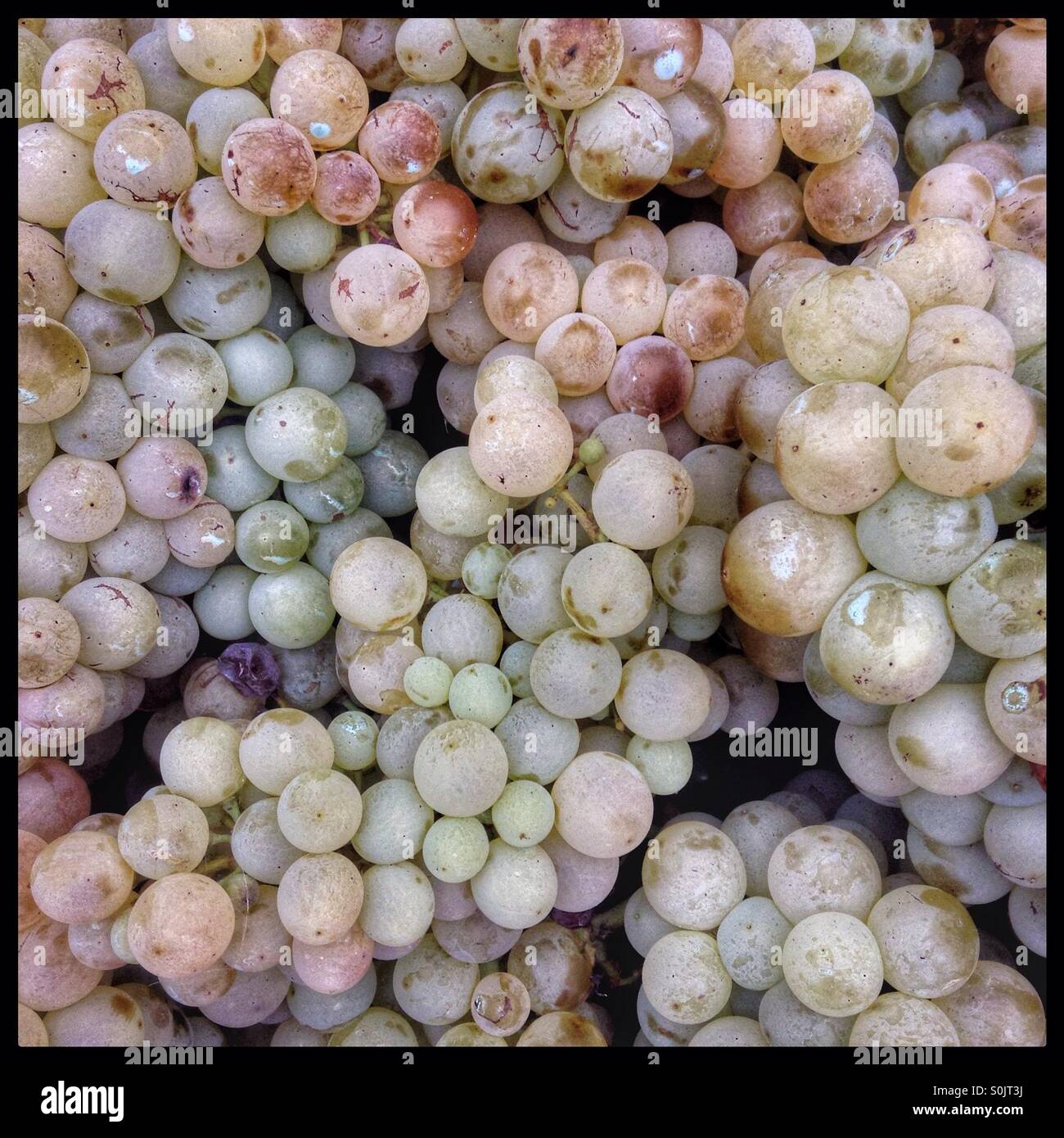 Macabeu macabeo hi-res stock photography and images - Alamy