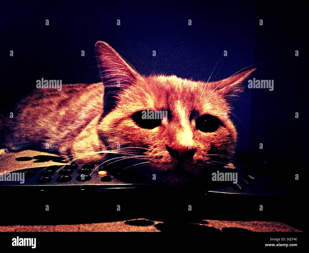 Grainy vintage image cat resting chin on TV remote Stock Photo - Alamy