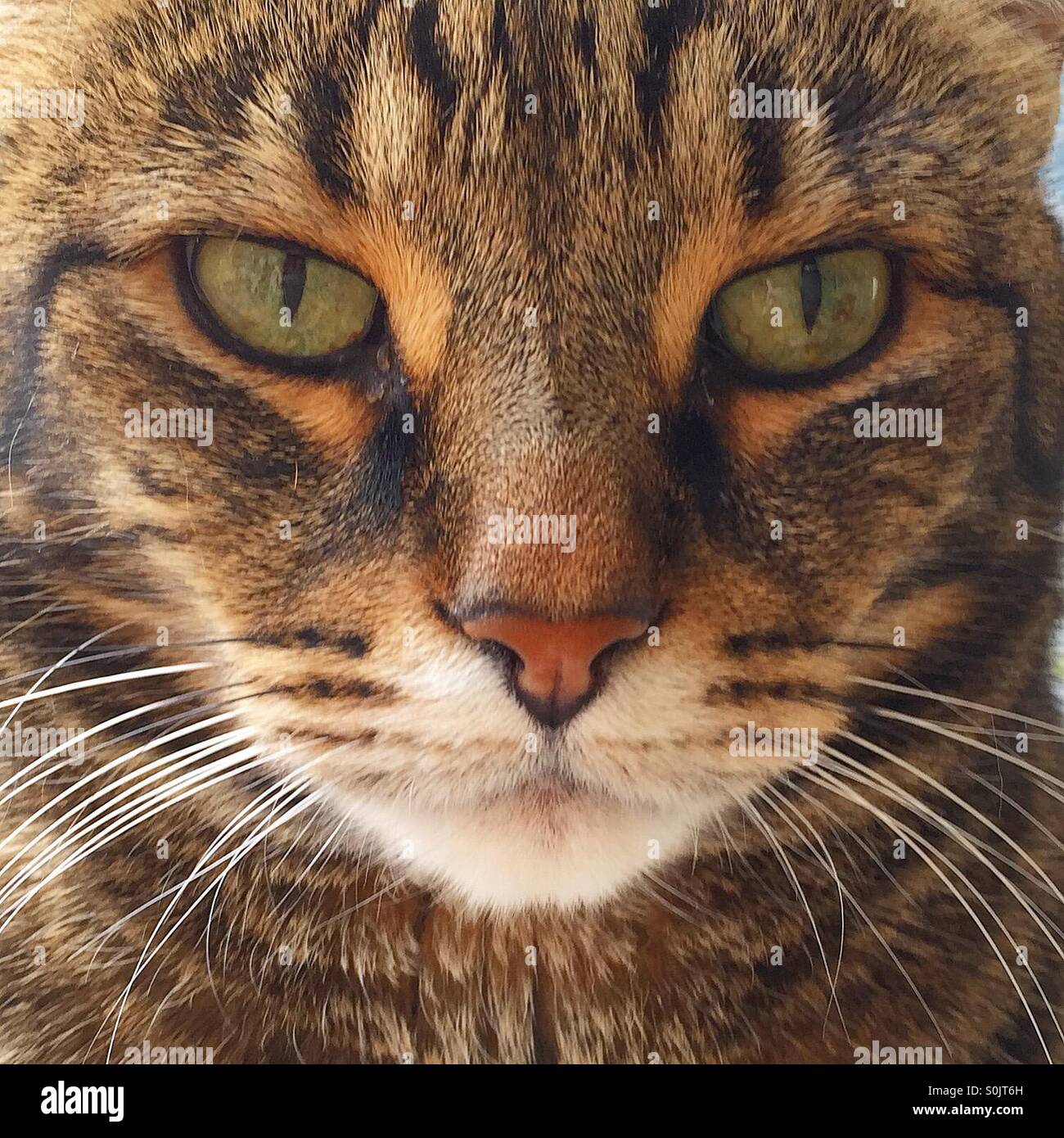 Old cat hi-res stock photography and images - Alamy