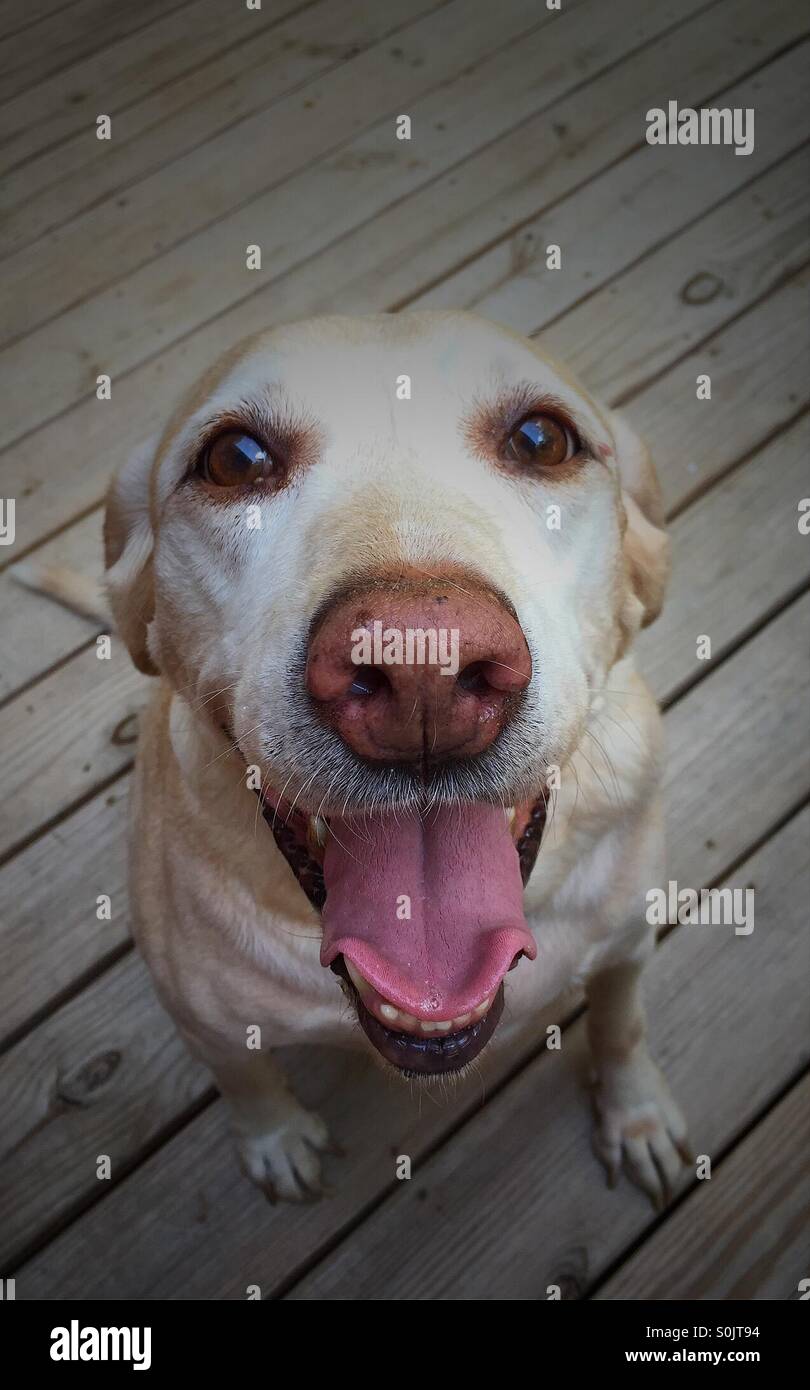 Picture of labrador hi-res stock photography and images - Alamy