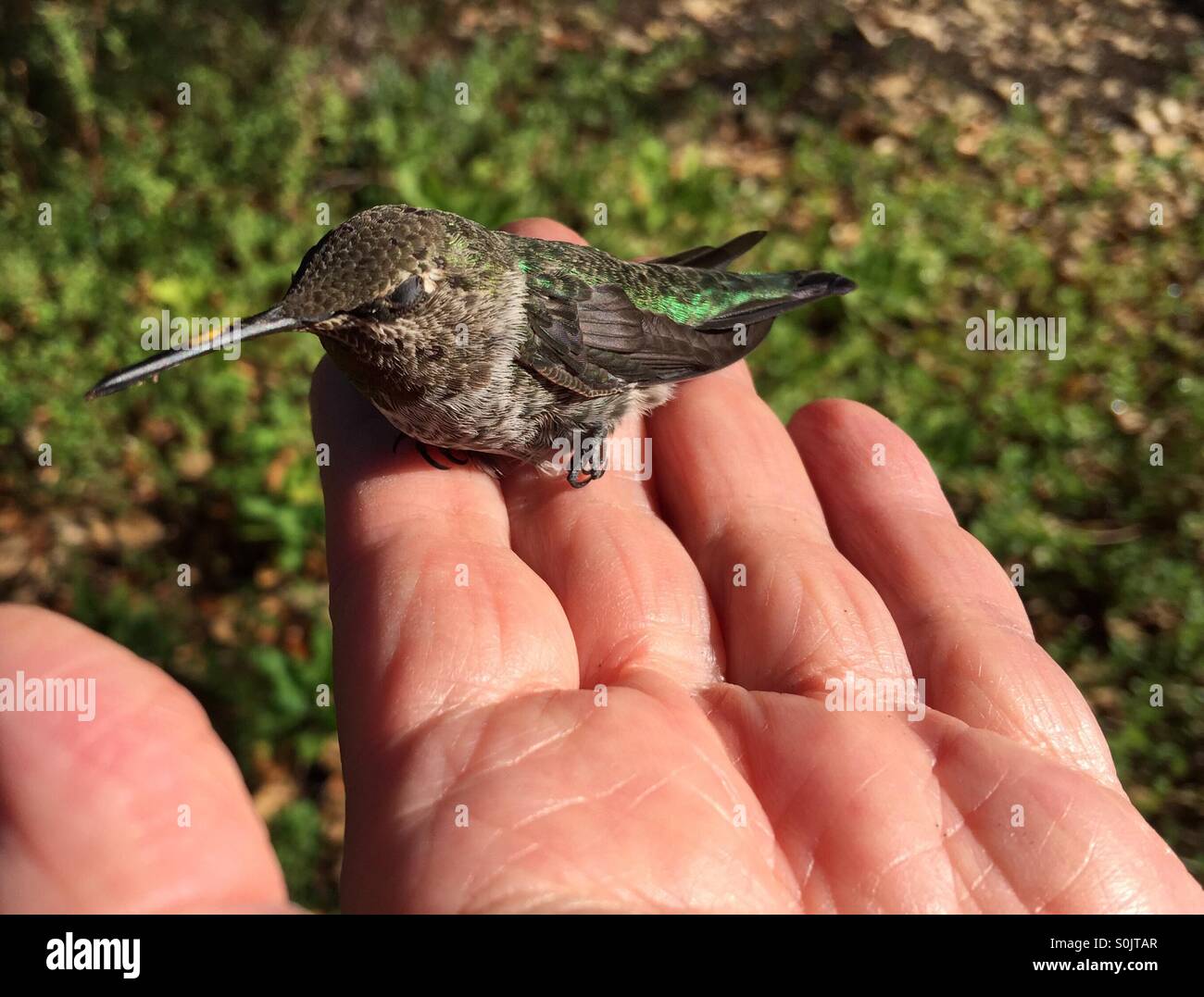 Rescued hummingbird on hand Stock Photo - Alamy