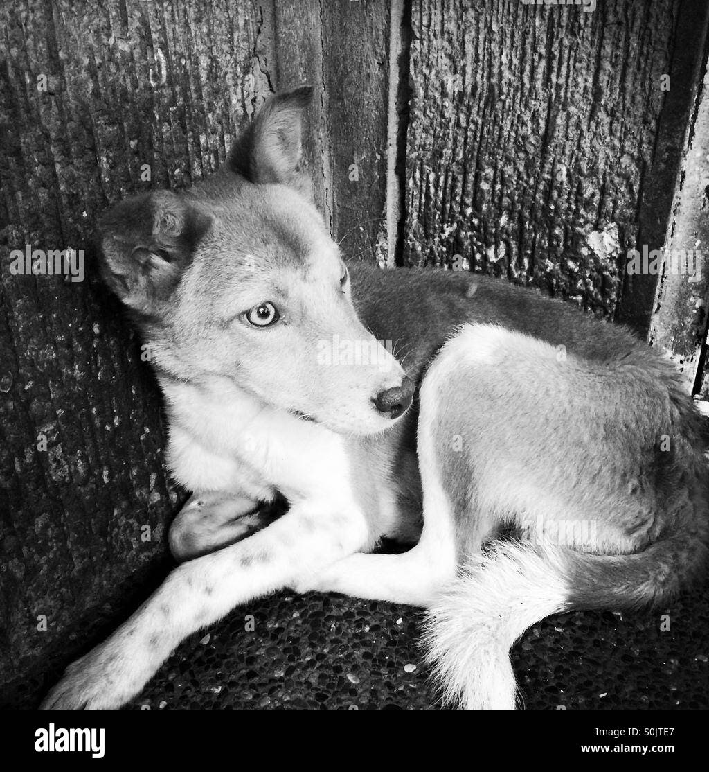 Master with dog Black and White Stock Photos & Images - Alamy