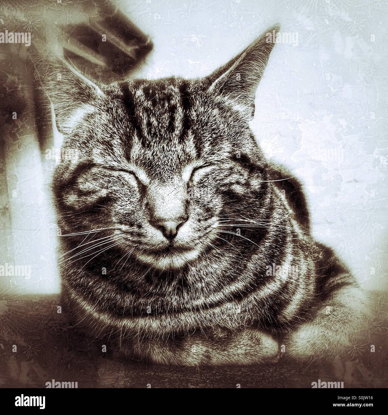 Mono cat hi-res stock photography and images - Alamy