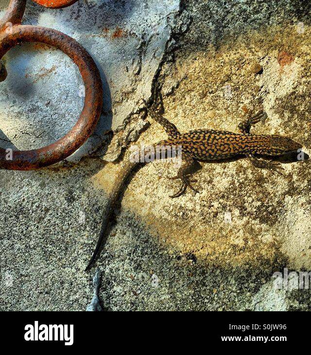 Salamander on the Wall Stock Photo - Alamy