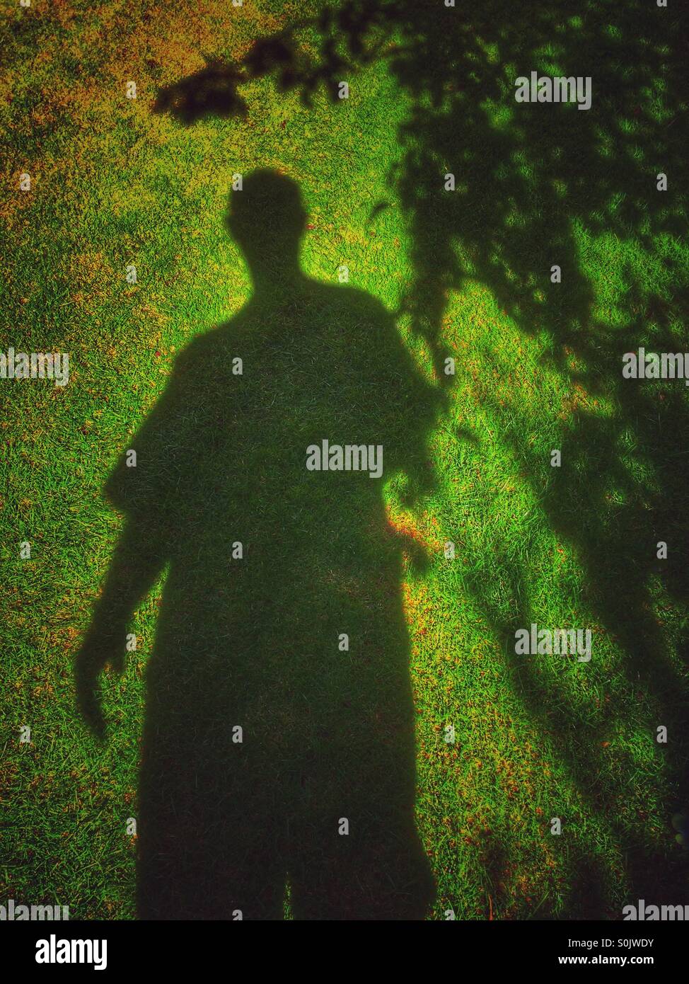 Shadow on grass of a man and trees Stock Photo - Alamy