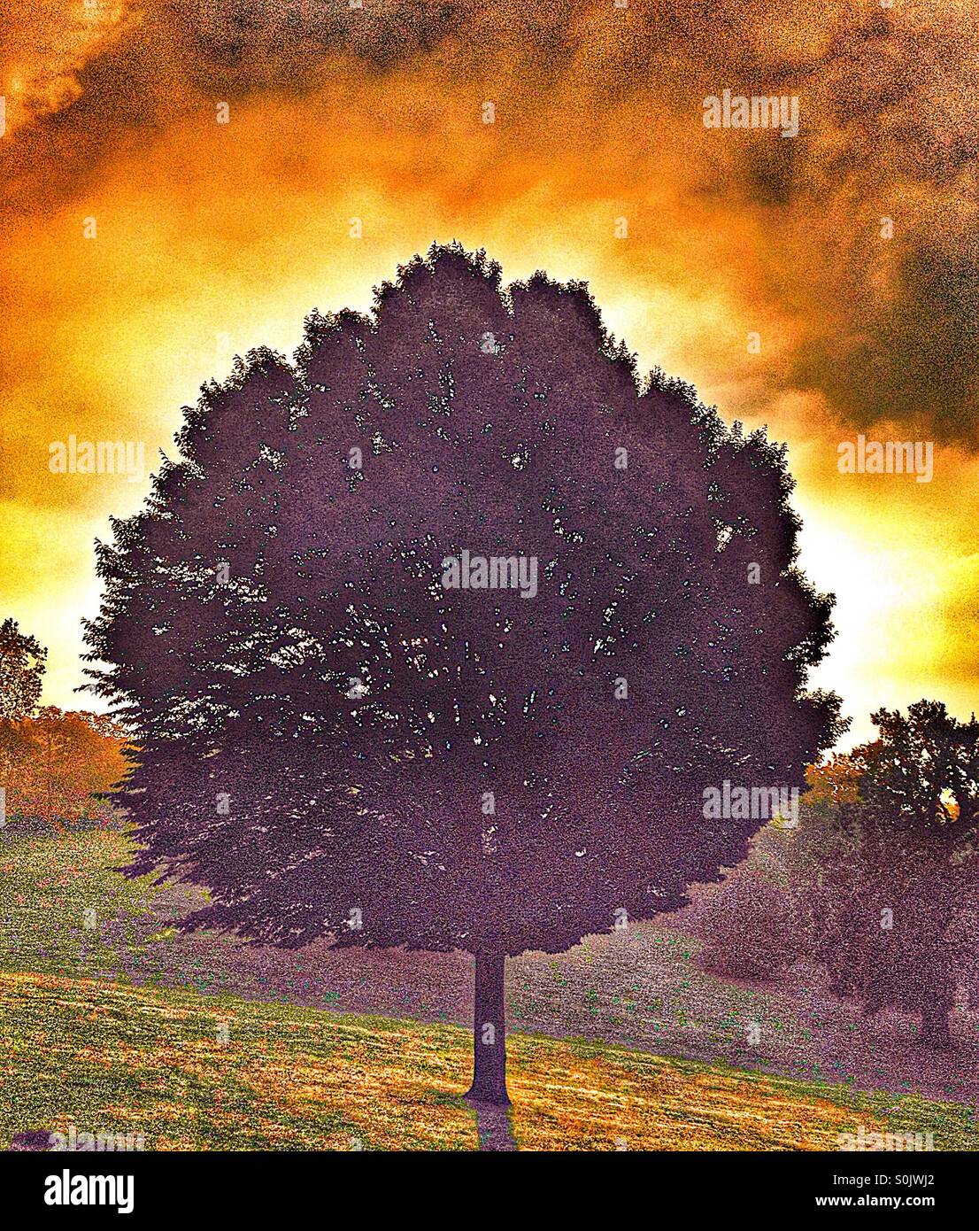 Tree in a field at sunrise Stock Photo - Alamy