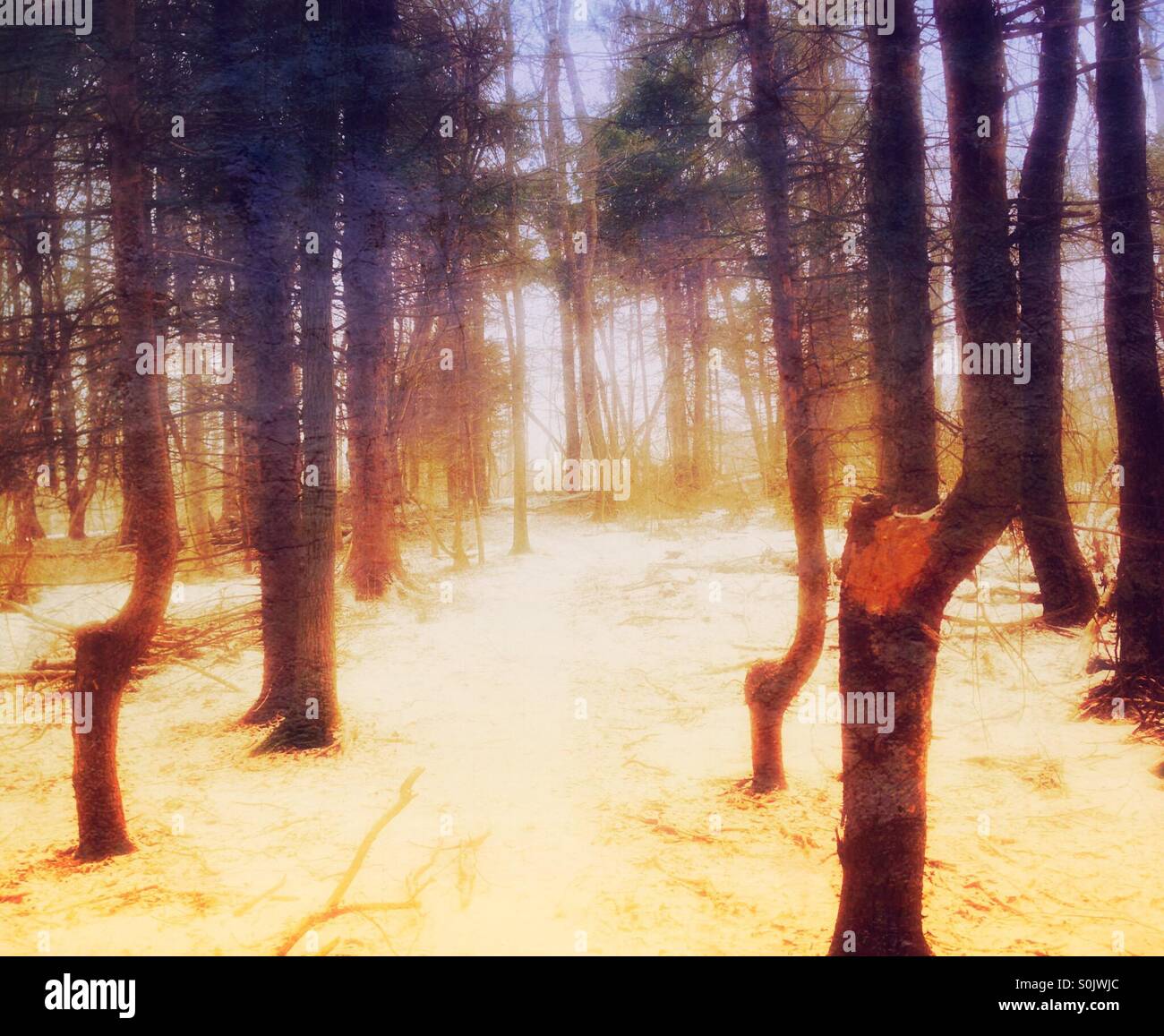 Fog settles over a snowy forest, creating a creepy atmosphere Stock ...