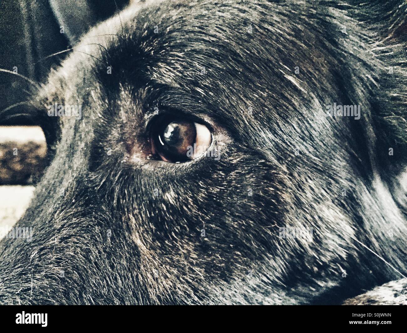 Seeing eye dog german shepherd hi-res stock photography and images - Alamy
