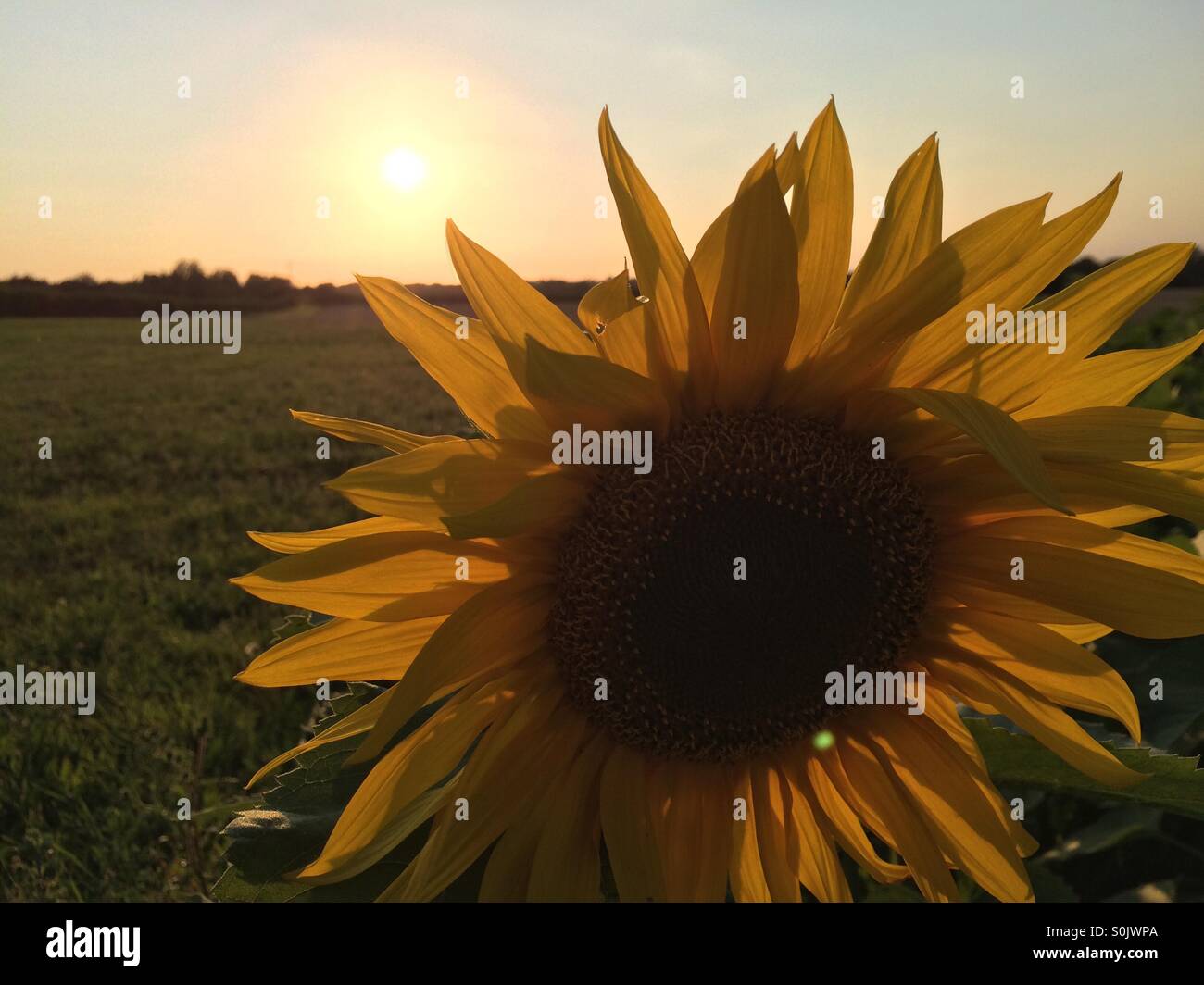 Evening sunflower hi-res stock photography and images - Alamy