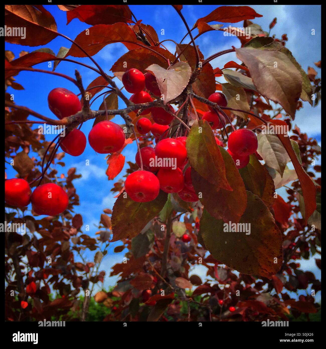 Red berry tree against a blue sky Stock Photo - Alamy