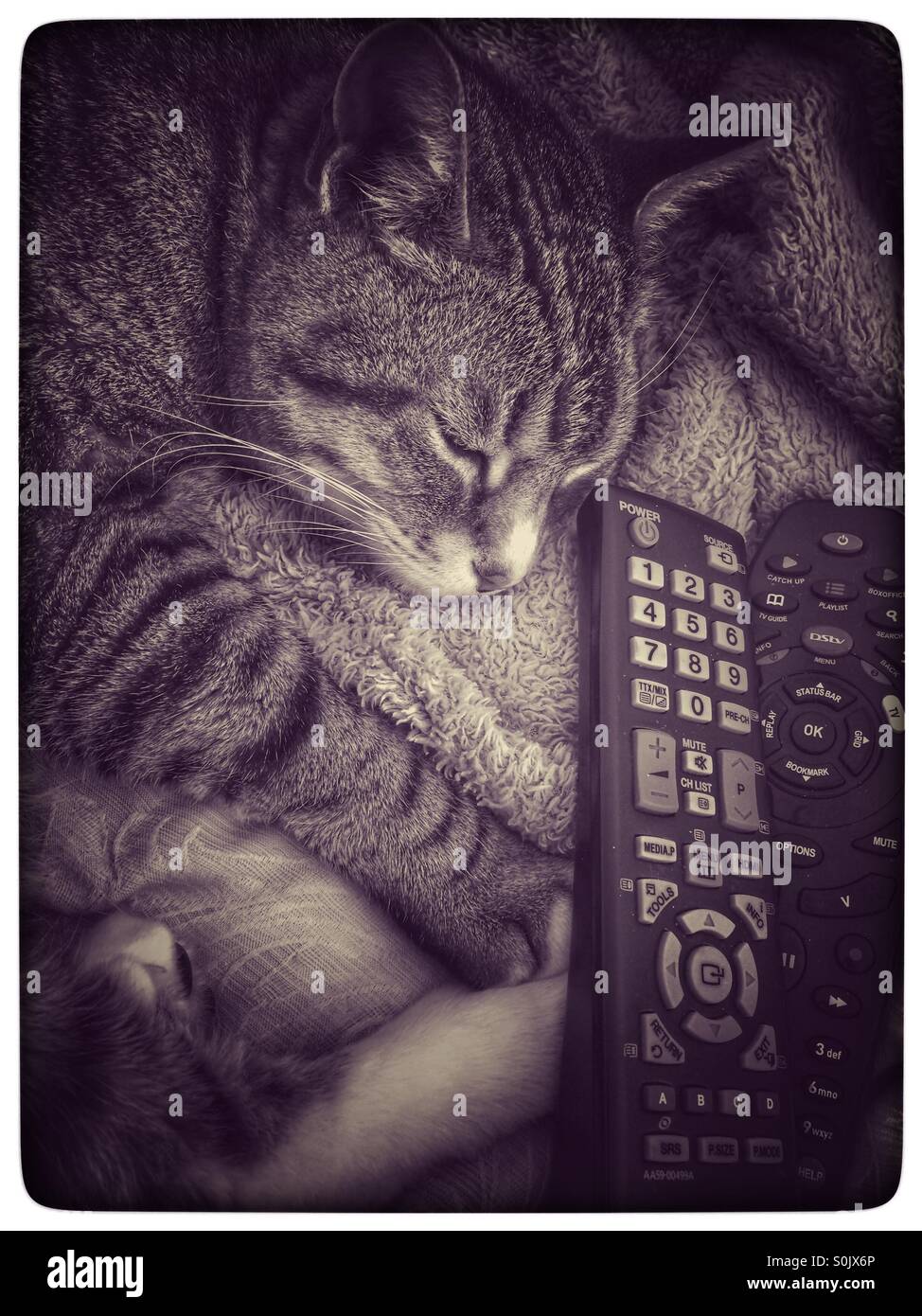 Cat sleeping next to television remotes Stock Photo - Alamy
