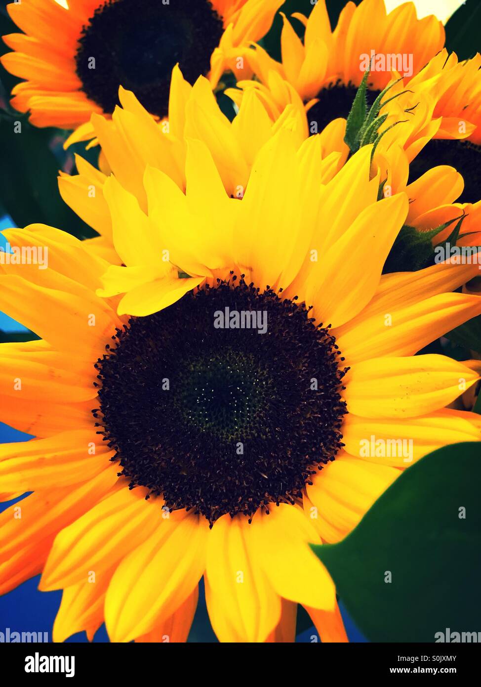 Sunflower Close up Stock Photo - Alamy