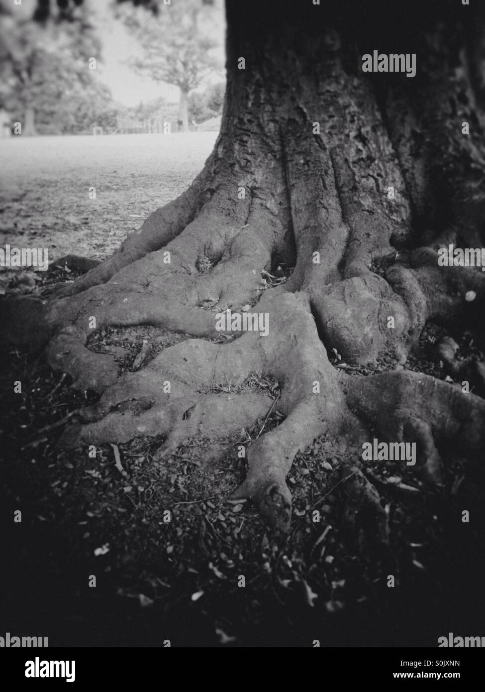 Tree roots twisted hi-res stock photography and images - Alamy